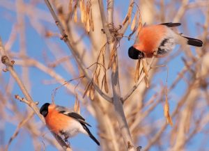 Снегири: описание, где живут и сколько, что едят, враги