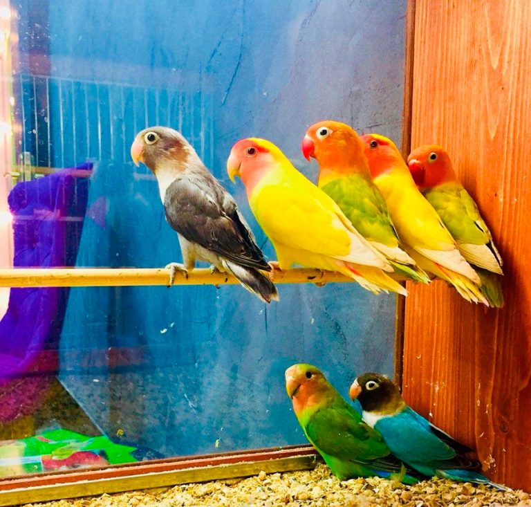 Попугаи-неразлучники: описание, уход и содержание, сколько живут