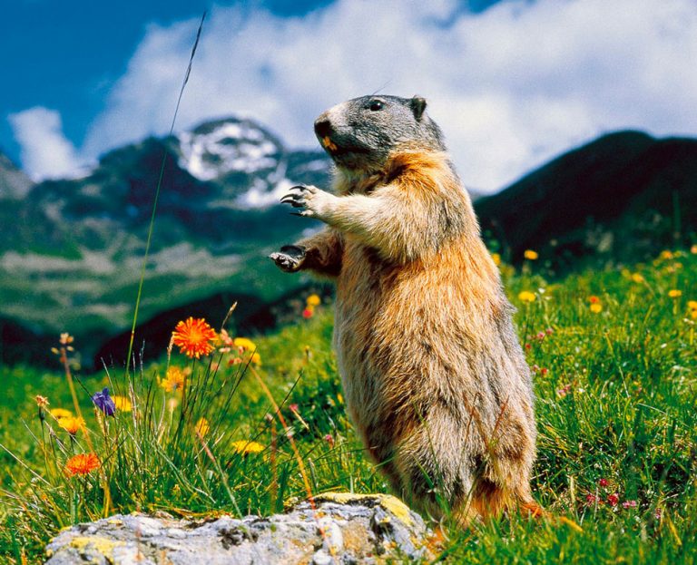 Сурки: описание, где обитают, чем питается, сколько живут