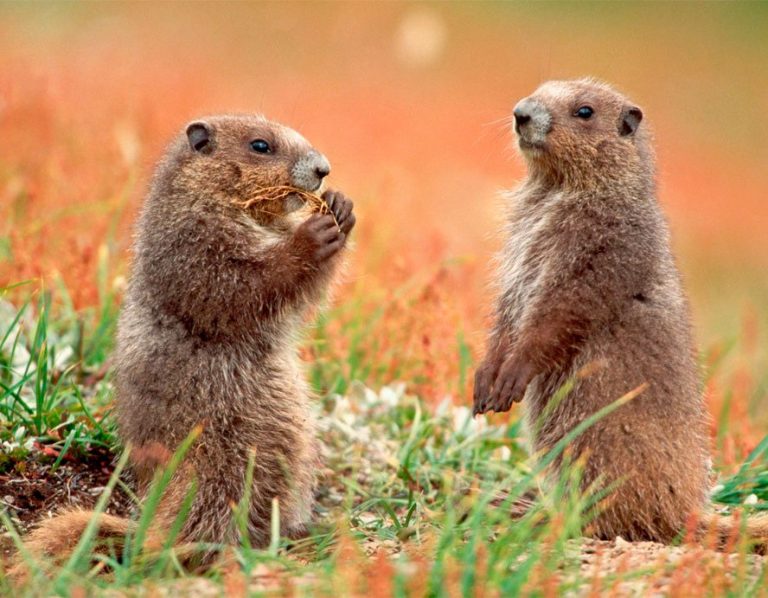 Сурки: описание, где обитают, чем питается, сколько живут