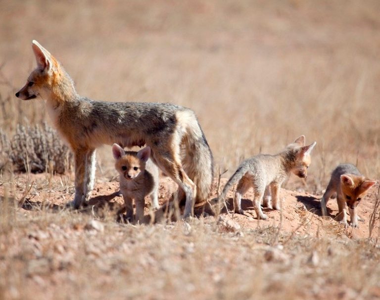 Шакалы: описание, где обитают, чем питаются, сколько живут