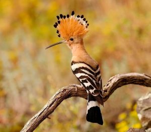 Удод: описание птицы, где обитает, чем питается