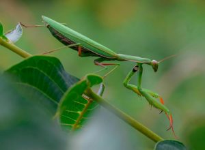 Богомол: описание, где обитает, чем питается, сколько живет