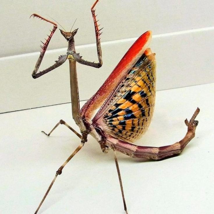 Богомол: описание, где обитает, чем питается, сколько живет