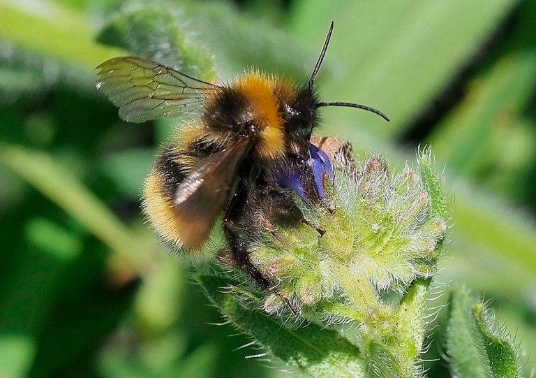 Шмель: описание насекомого, где живет, чем питается