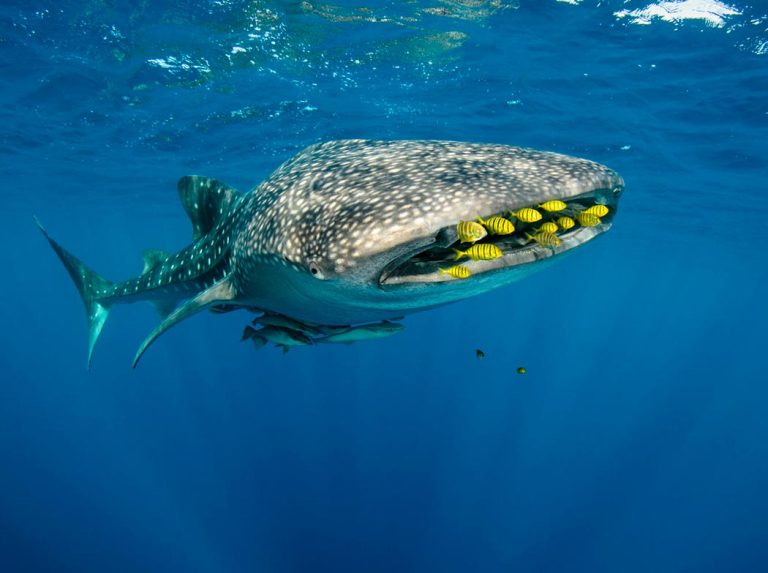 Китовая акула: описание, где обитает, чем питается, сколько живет