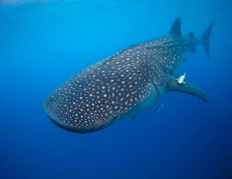 Китовая акула: описание, где обитает, чем питается, сколько живет