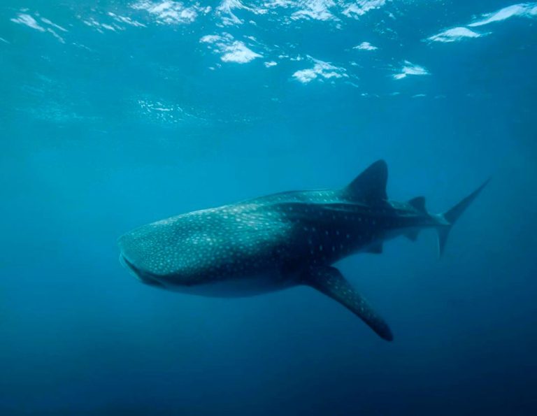 Китовая акула: описание, где обитает, чем питается, сколько живет