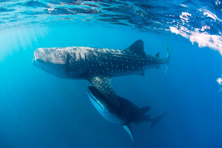 Китовая акула: описание, где обитает, чем питается, сколько живет