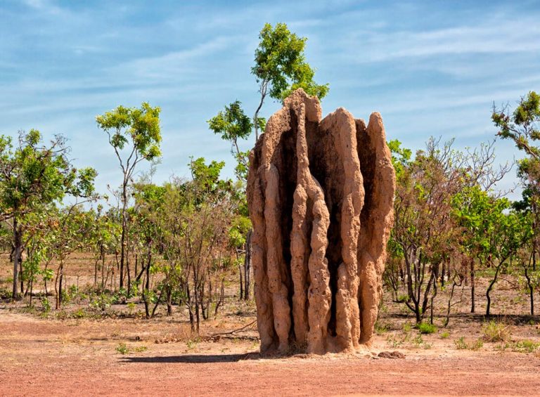 Термит: описание, где обитает, чем питается, сколько живет