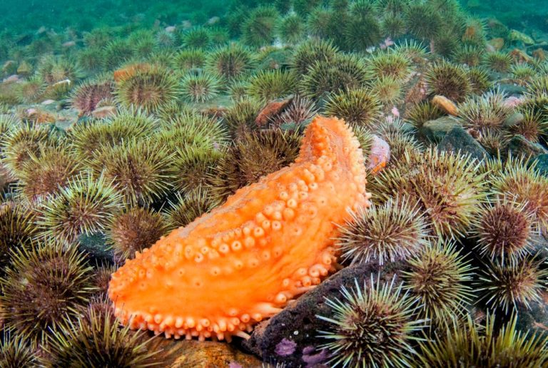 Голотурия: описание, где обитает, чем питается, сколько живет